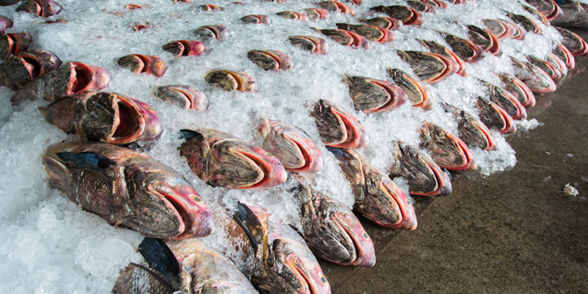 Report Finds 20 Percent Fraud Rate In Global Seafood Labeling | Food ...