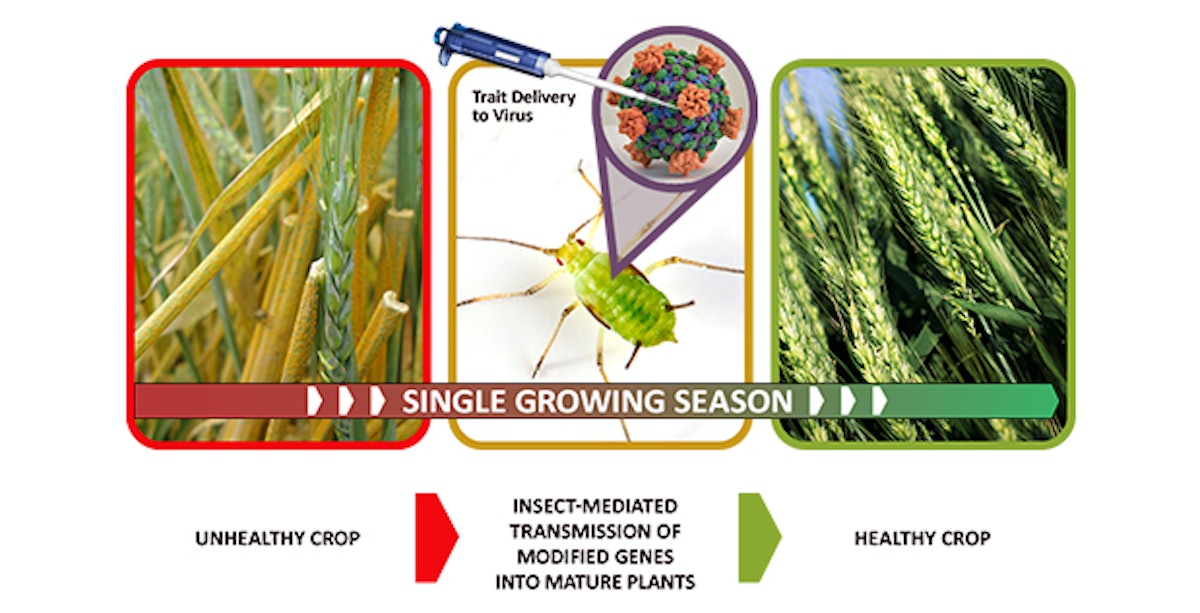 DARPA Enlists Insects to Protect Food Supply | Food Manufacturing