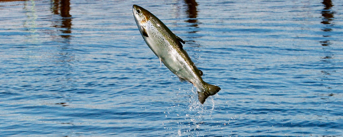 Bioengineered Salmon Won't Come From U.S.'s Biggest Farm State | Food ...