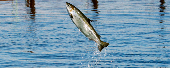 Bioengineered Salmon Won't Come From U.S.'s Biggest Farm State | Food ...