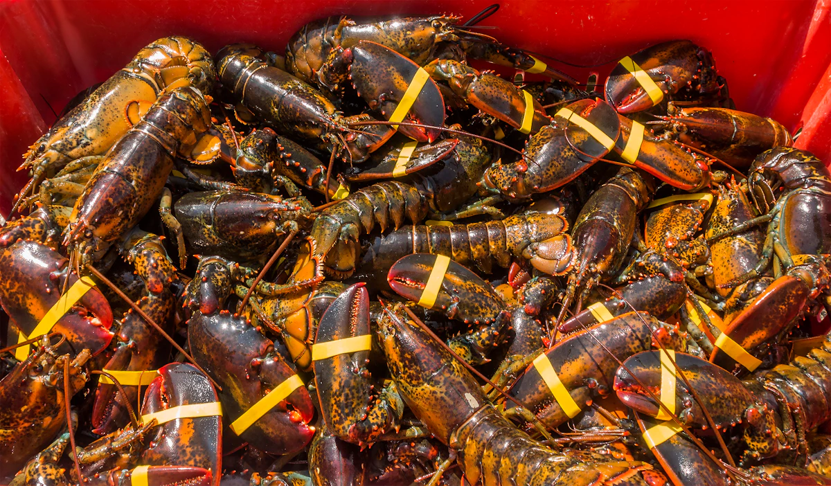 Lobster Processing Facility Could Be U.S. Game Changer | Food Manufacturing