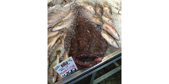 Ugly Delicacy? Industry Touts Weird Looking Monkfish | Food Manufacturing