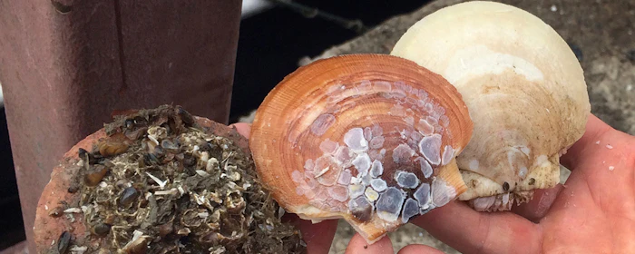 Mainers Look to Farms to Boost Scallops, a Wild Staple | Food Manufacturing