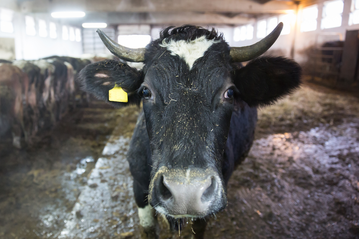 Cows Get a Bad Rap in Lab-Grown Meat Debate | Food Manufacturing