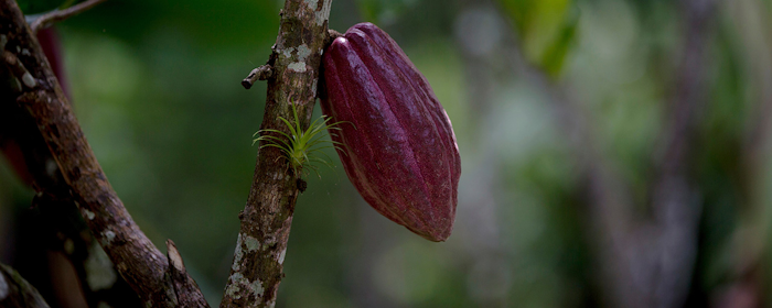 How Old is Cacao? New Research Pushes Back Date | Food Manufacturing
