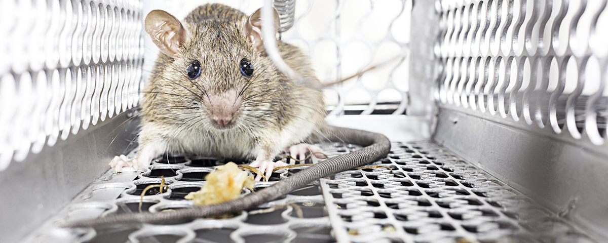 4 Effective Steps for Rodent Control in Your Food Processing Facility ...