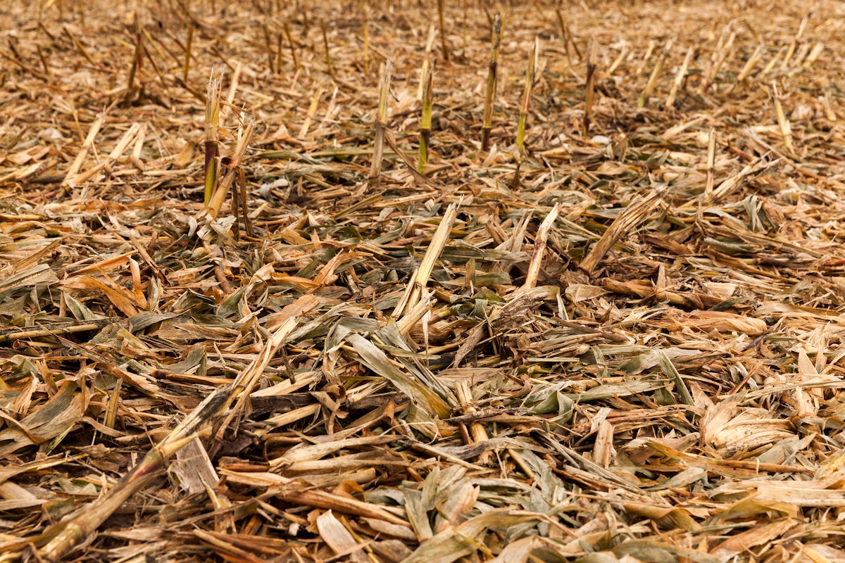 Facility to Turn Corn Field Waste Into Sustainable Products | Food ...