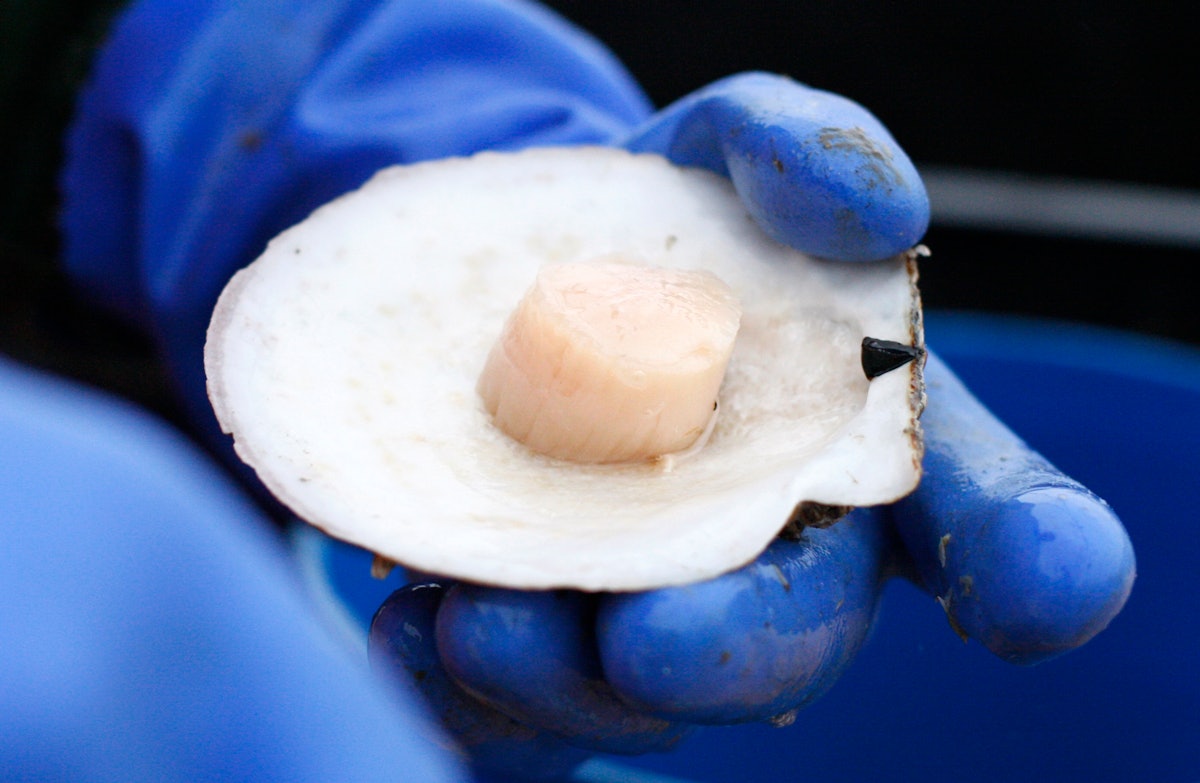 America's Got Scallops: Catch is Up, Consumers Shelling Out | Food ...