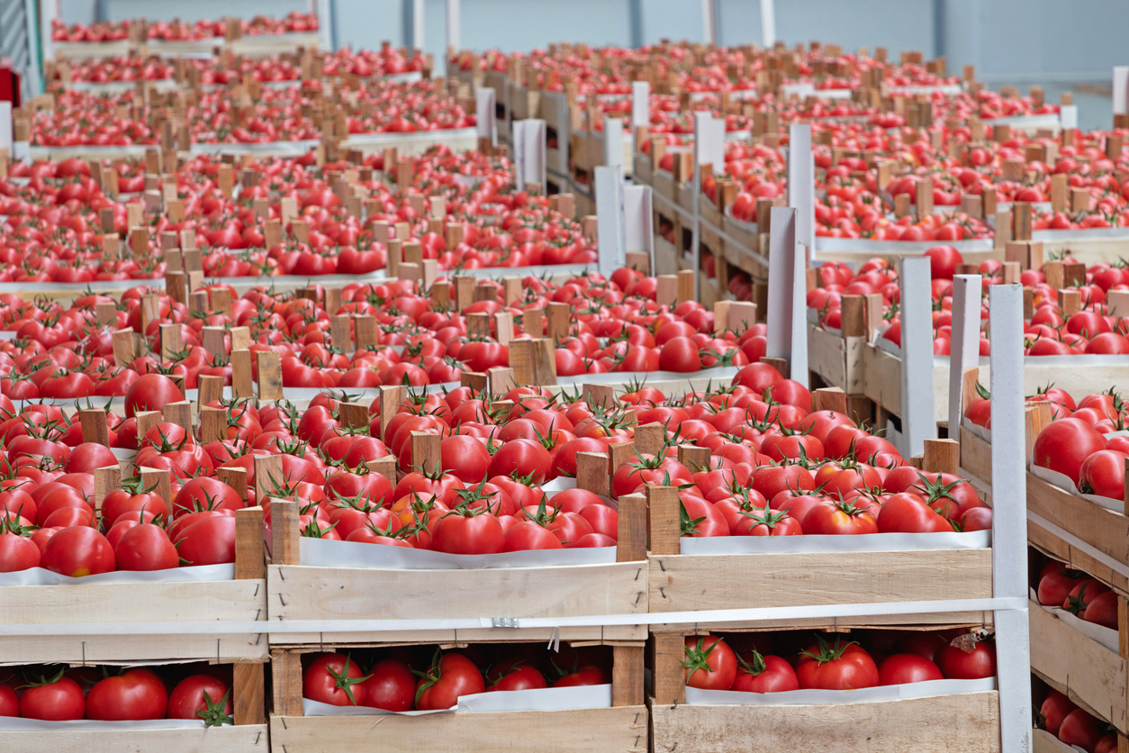 How to Identify, Prevent and Remove Psocids from Food Processing ...