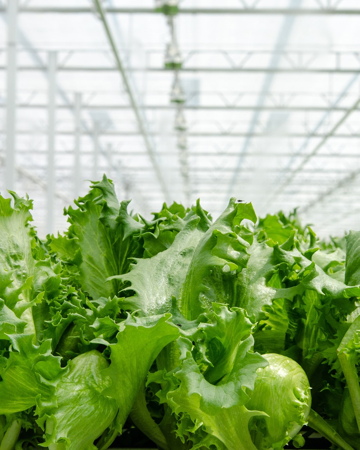 Little Leaf Farms Doubles Greenhouse Lettuce Capacity, Expands Along ...
