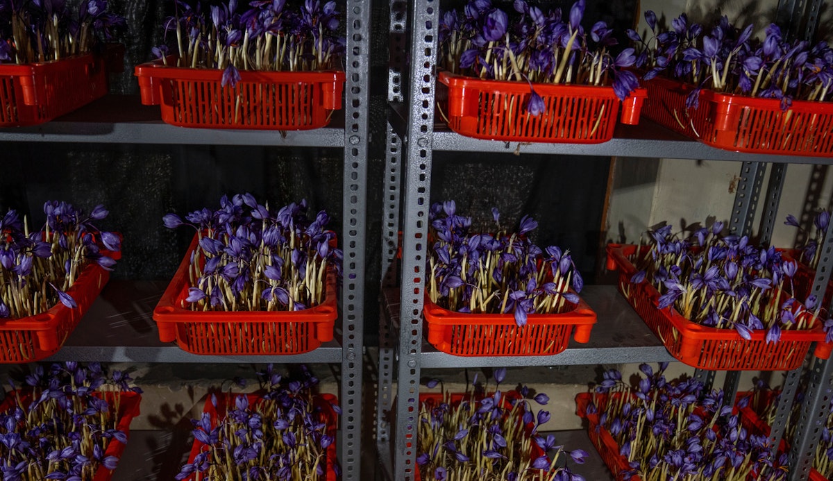 Farmers in Kashmir Try Growing Saffron Indoors | Food Manufacturing