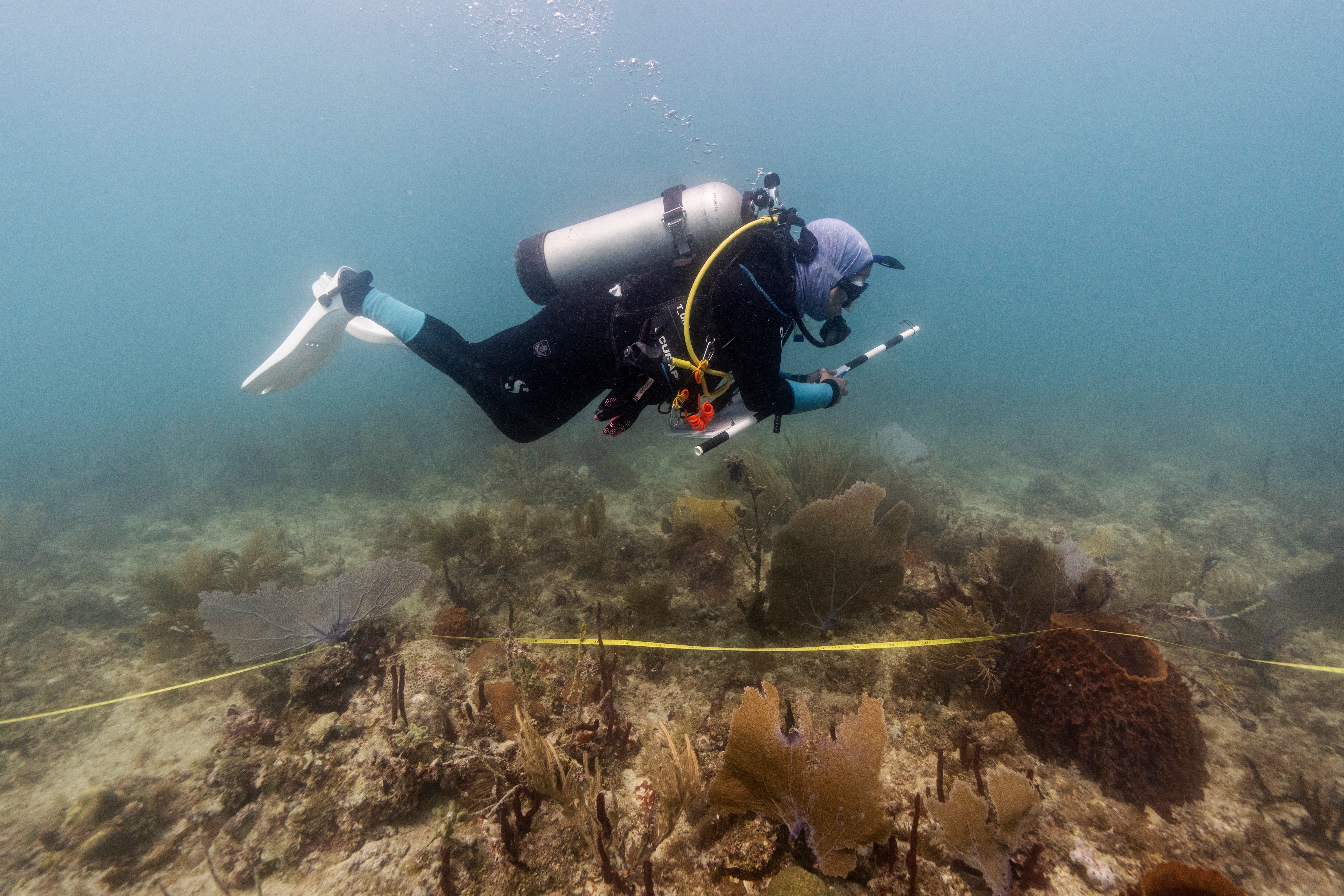 As Reefs Vanish, Assisted Coral Fertilization Offers Hope In the ...