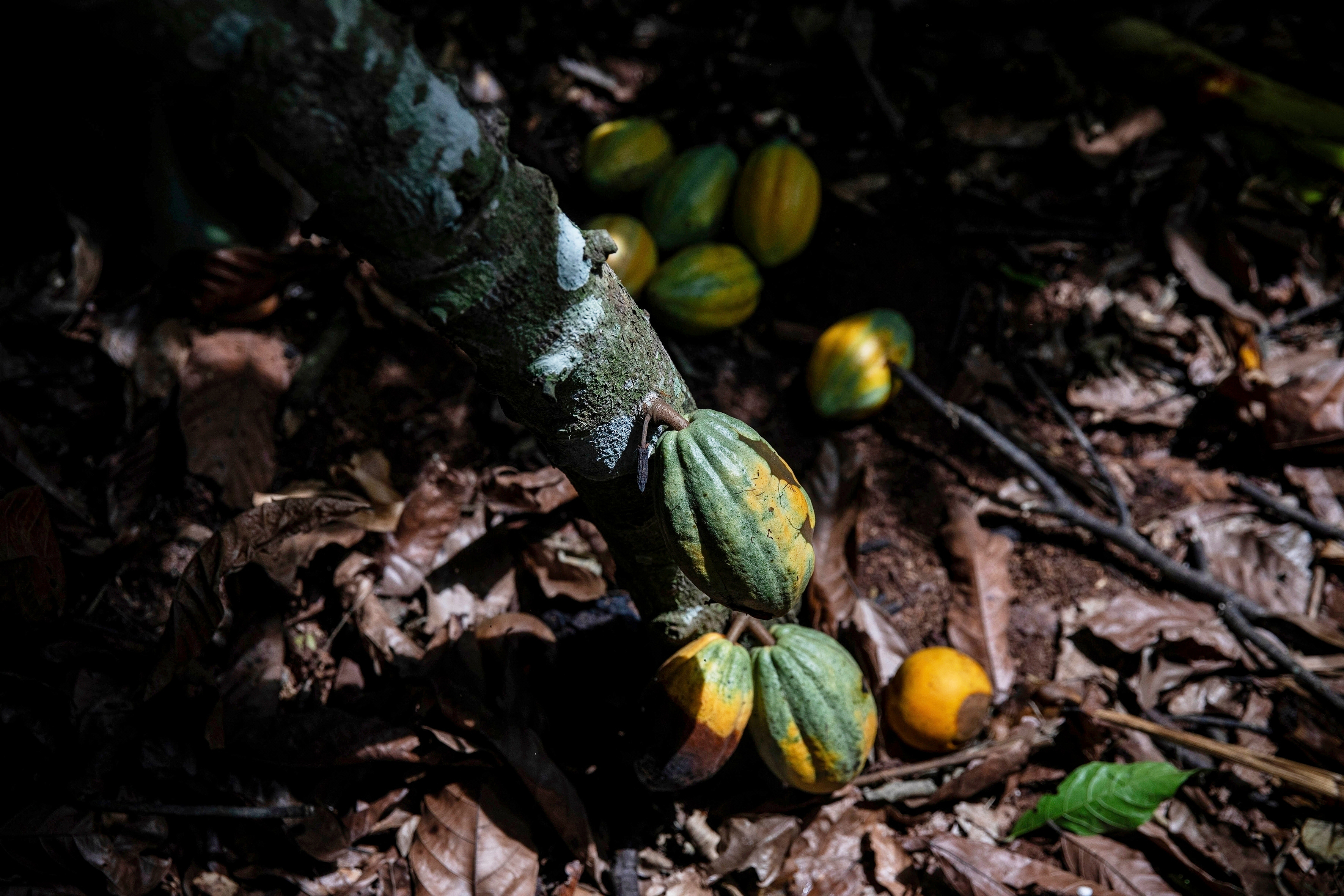 Ivory Coast Will Buy Unsold Cocoa Stocks as Prices Plunge | Food ...