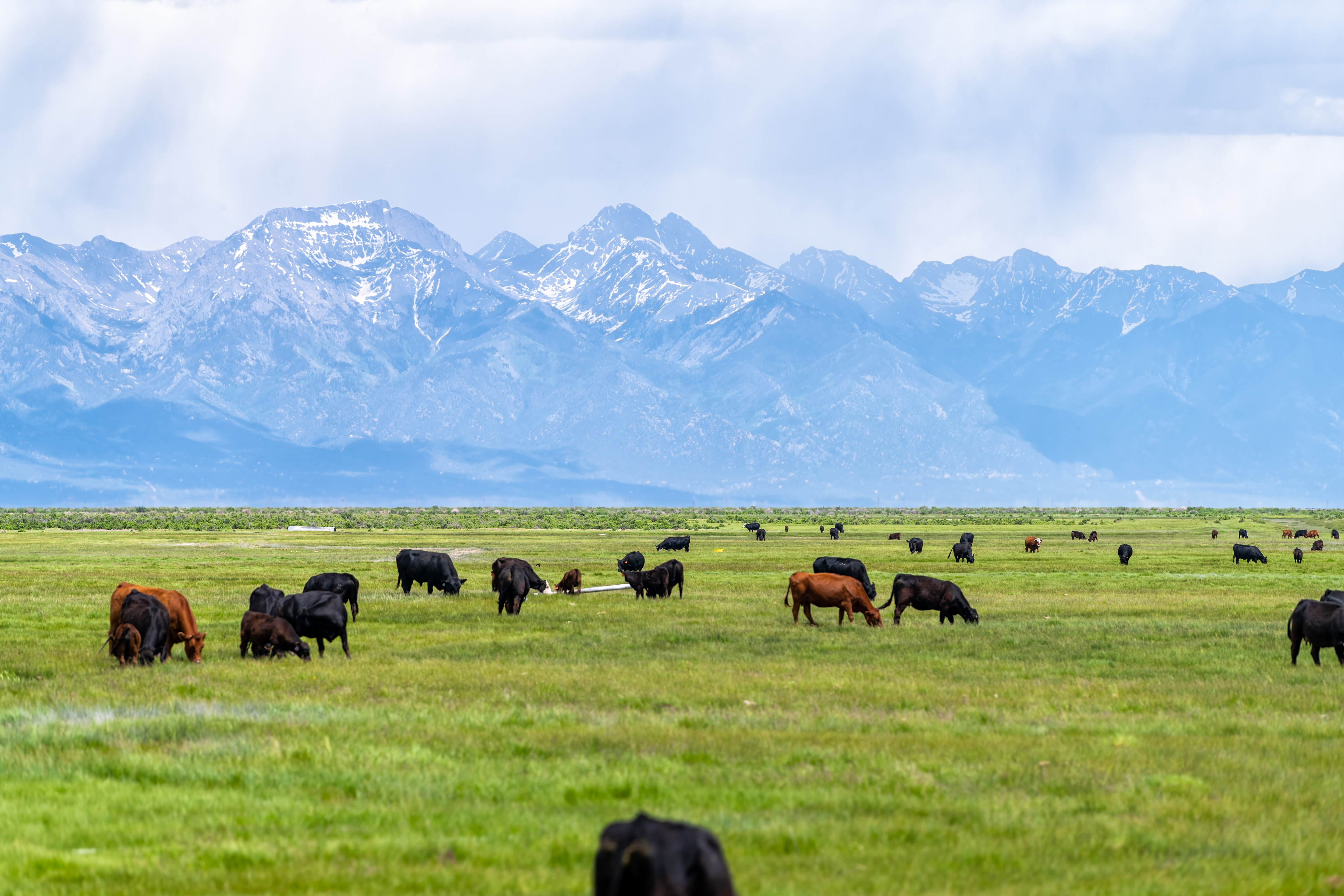 Colorado Ranchers and Consumers Can Team Up to Make Beef Supply Chains ...
