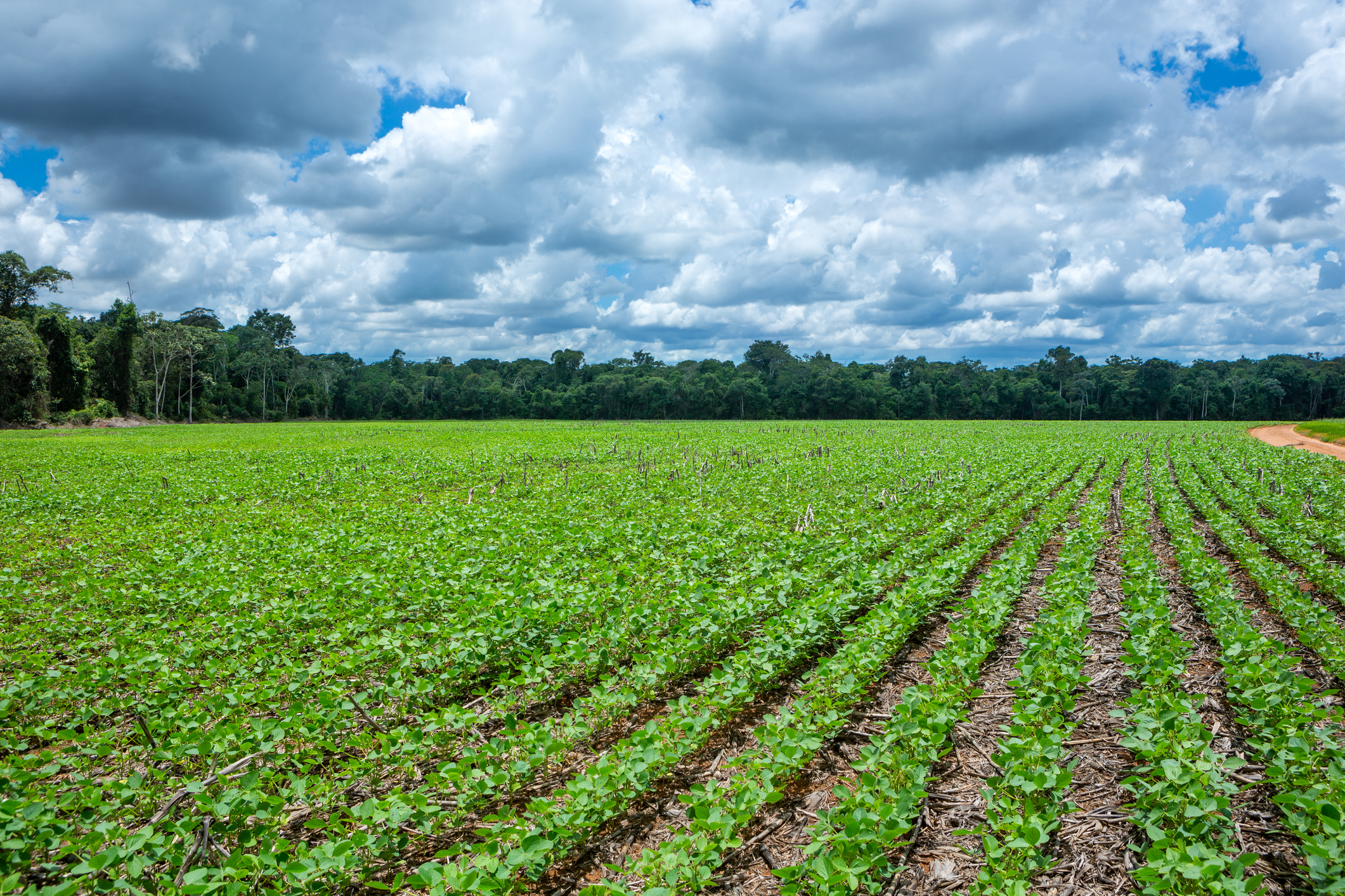 Brazil Soy Industry's Exit from Moratorium on Using Amazon Land Could ...