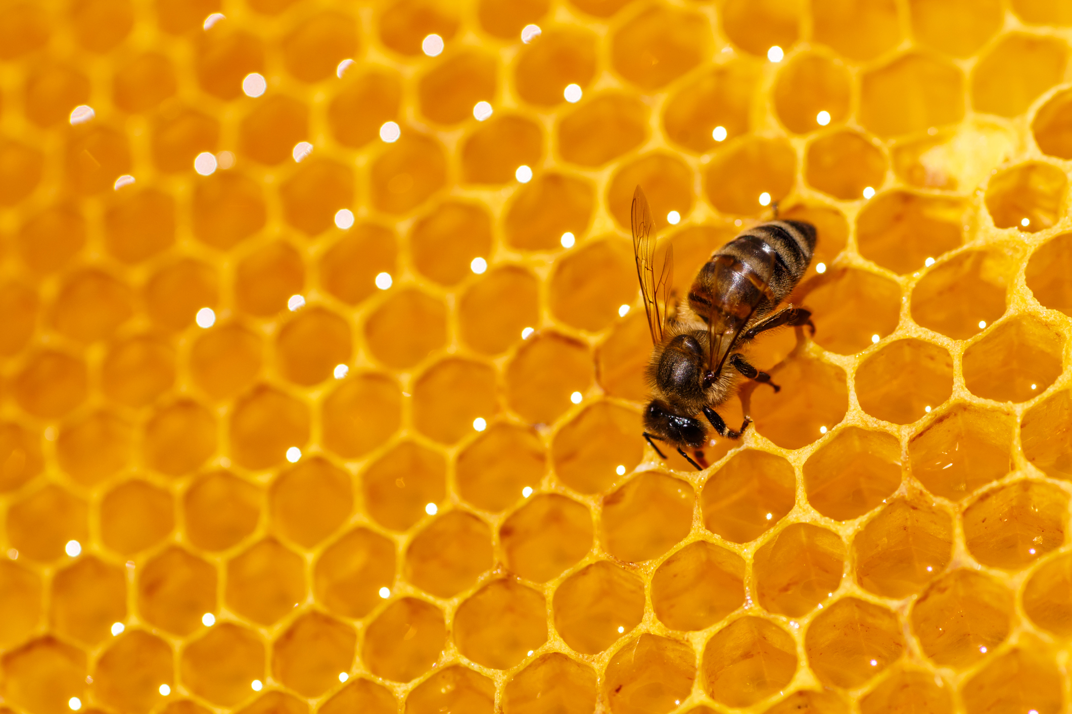 Shutting Down Federal Bee Labs Threatens Bees, Beekeepers and U.S. Food ...